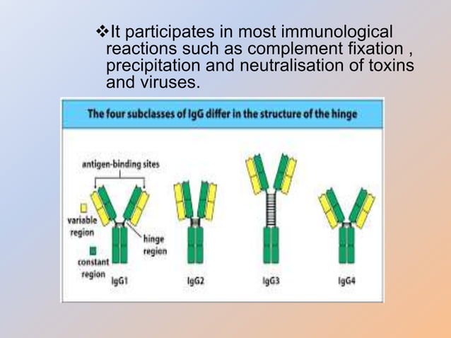 Abnormal immunoglobulins and immunoglobulin specificities (1) | PPTX ...