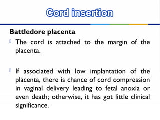 Battledore Placenta