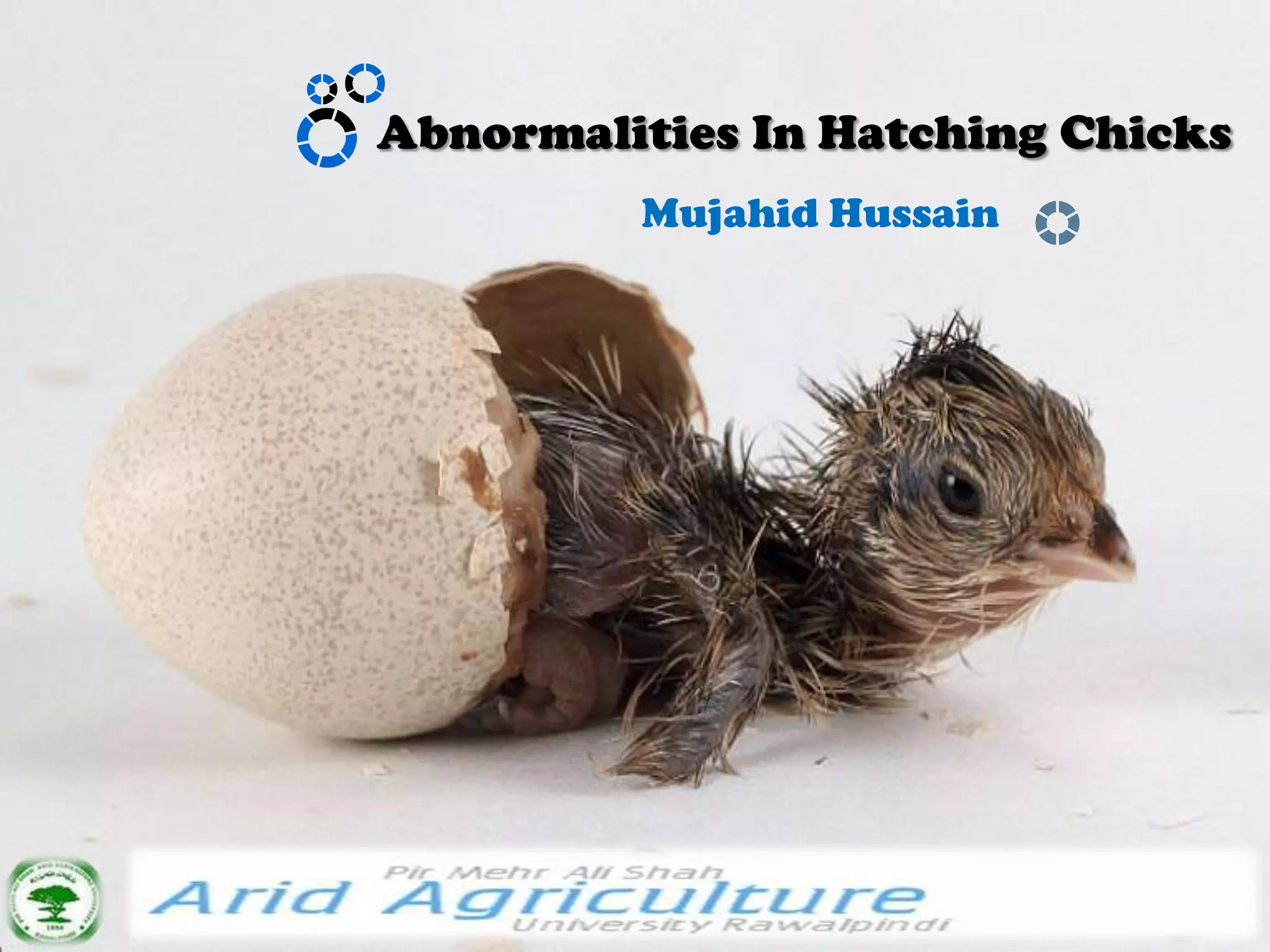 Abnormalities In Hatching Chicks | PPTX