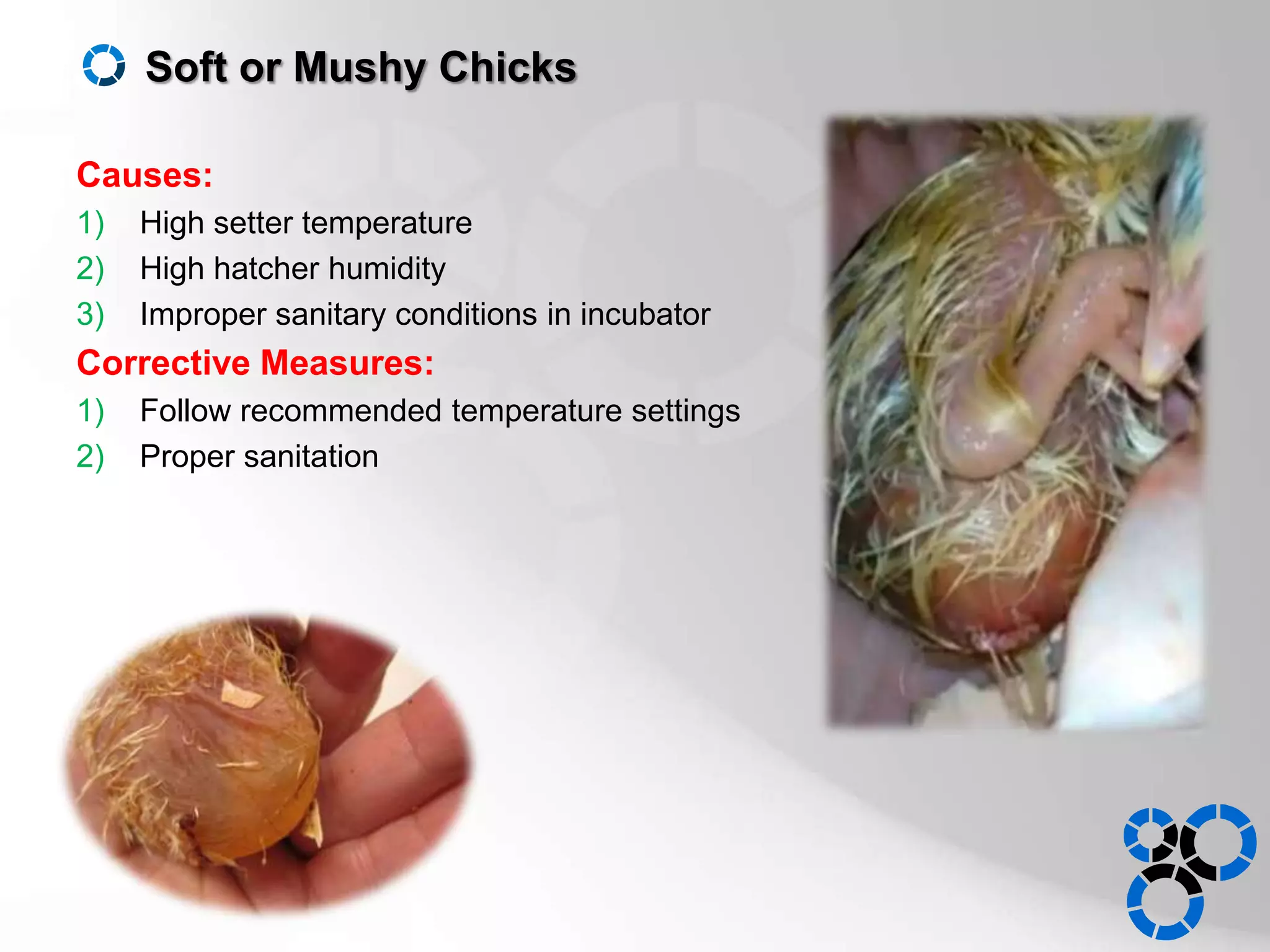 Abnormalities In Hatching Chicks | PPTX