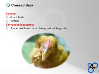 Abnormalities In Hatching Chicks | PPTX