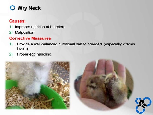Abnormalities In Hatching Chicks | PPTX | Infertility | Reproductive Health