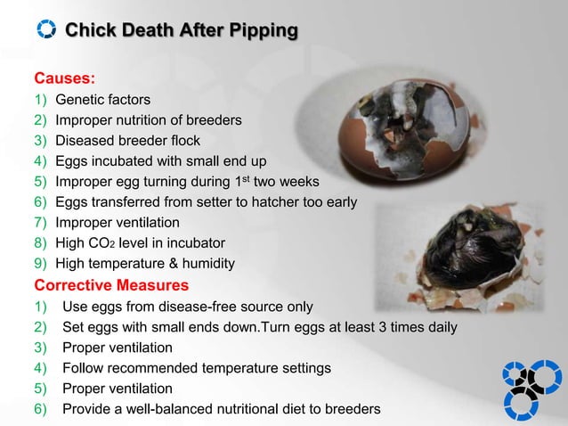 Abnormalities In Hatching Chicks | PPTX | Infertility | Reproductive Health