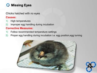 Abnormalities In Hatching Chicks | PPTX