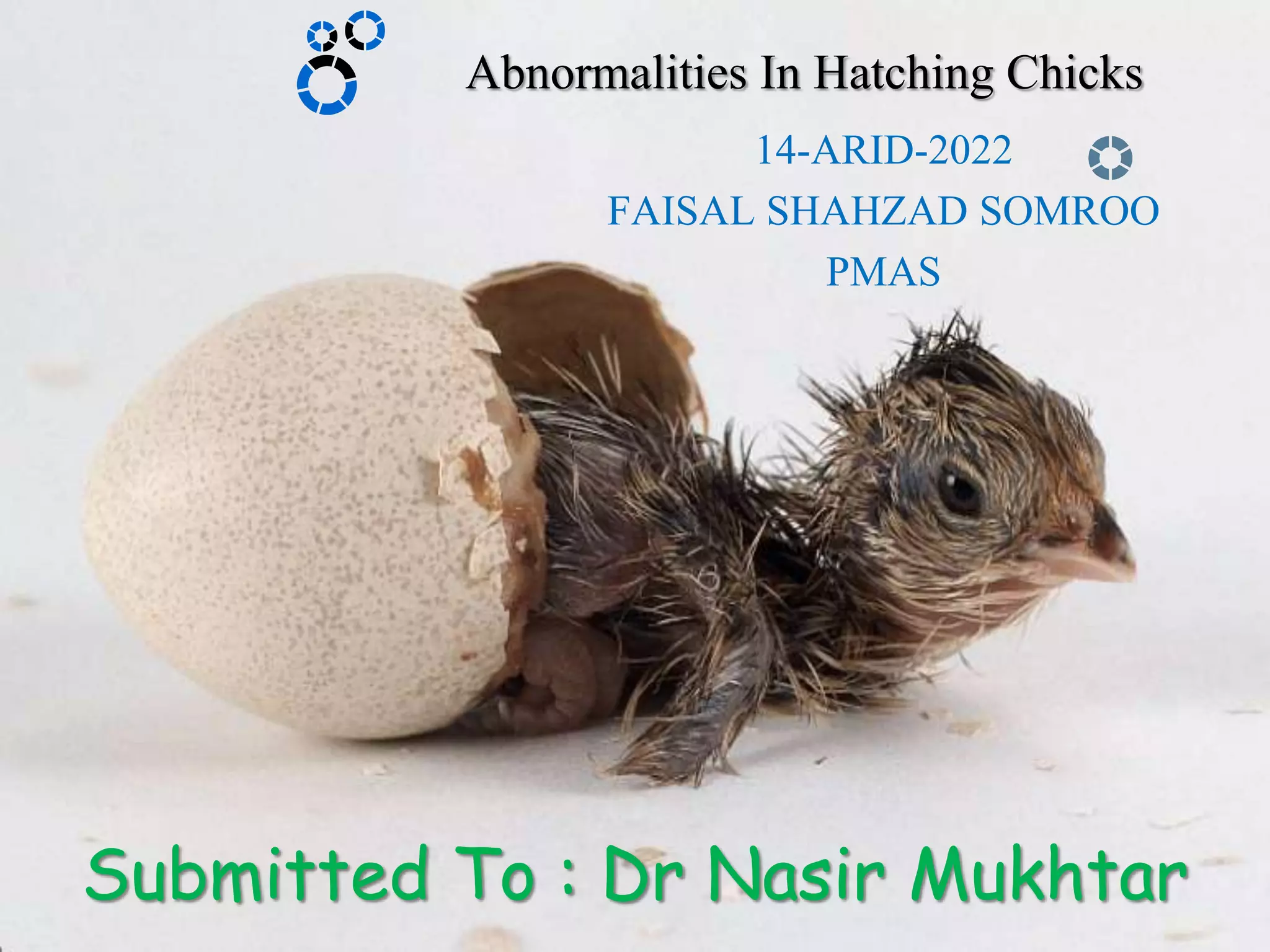 Abnormalities in hatching chicks | PPTX
