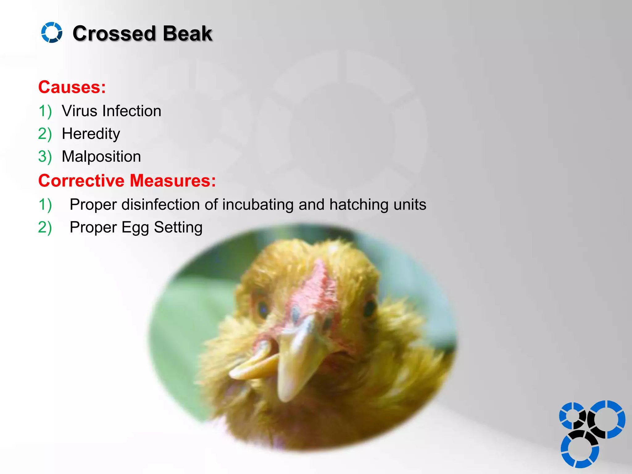 Abnormalities in hatching chicks | PPTX
