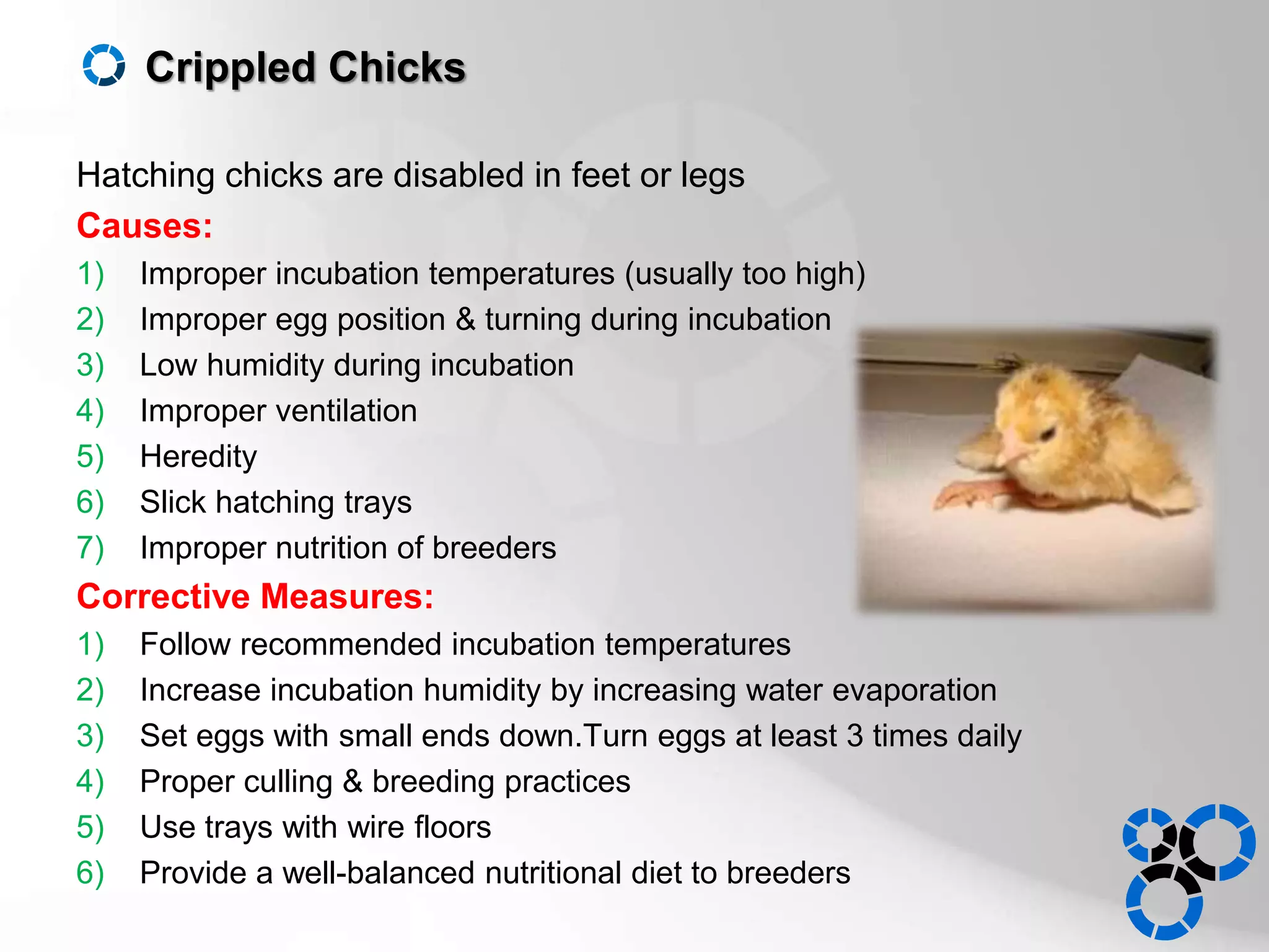 Abnormalities in hatching chicks | PPTX