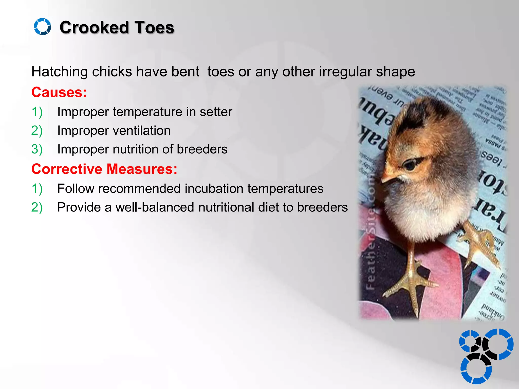 Abnormalities in hatching chicks | PPTX