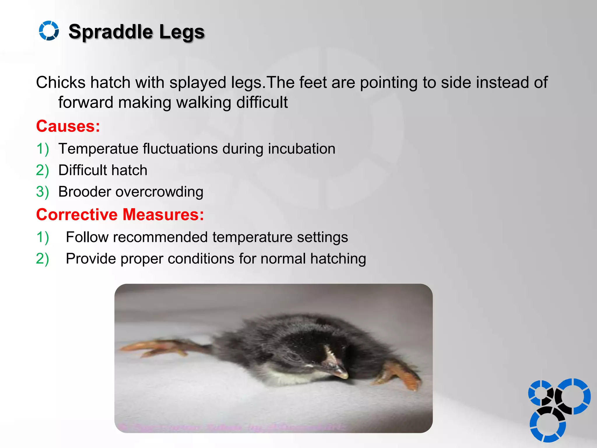 Abnormalities in hatching chicks | PPTX