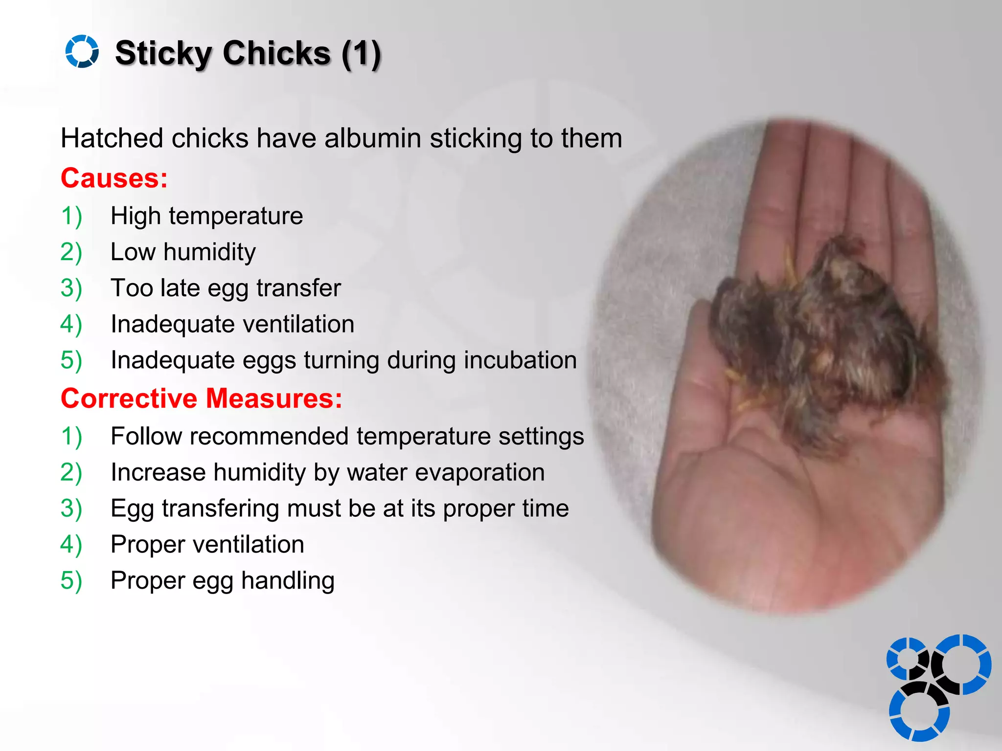 Abnormalities in hatching chicks | PPTX