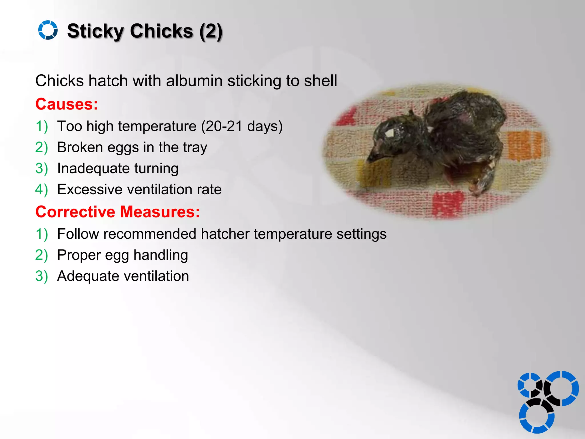 Abnormalities in hatching chicks | PPTX