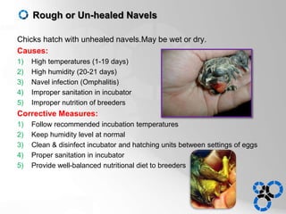 Abnormalities in hatching chicks | PPTX