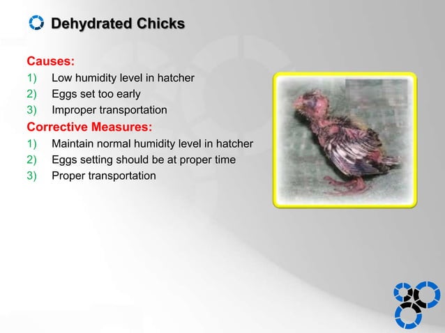 Abnormalities in hatching chicks | PPTX
