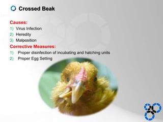 Abnormalities in hatching chicks | PPTX