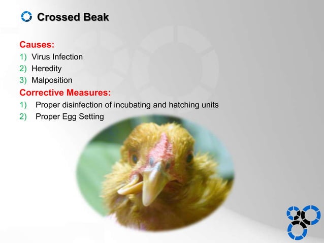 Abnormalities in hatching chicks | PPTX