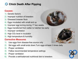 Abnormalities in hatching chicks | PPTX