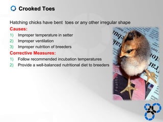 Abnormalities in hatching chicks | PPTX