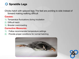 Abnormalities in hatching chicks | PPTX