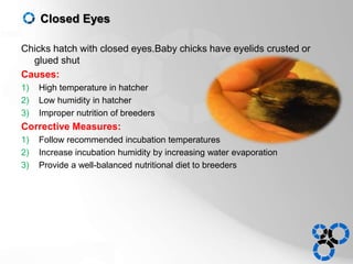 Abnormalities in hatching chicks | PPTX