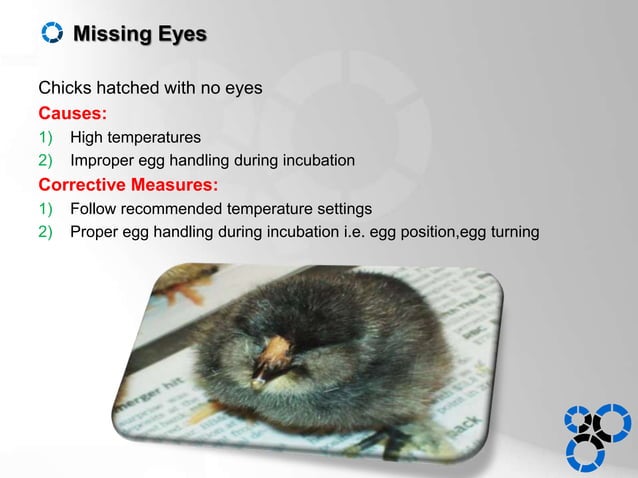 Abnormalities in hatching chicks | PPTX