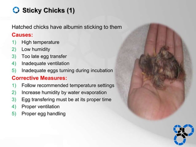 Abnormalities in hatching chicks | PPTX