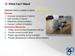 Abnormalities in hatching chicks | PPTX