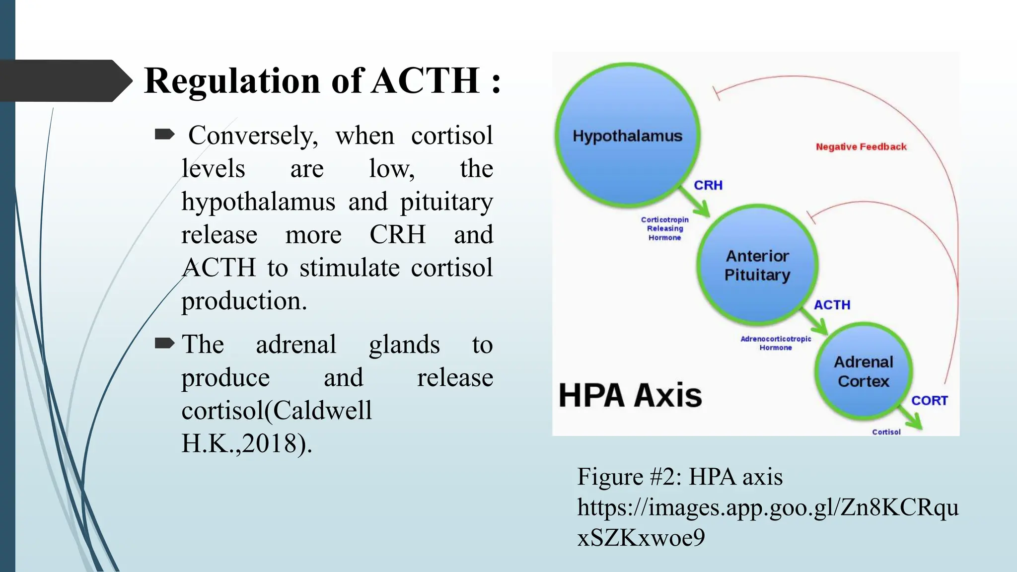 abnormalities of ACTH.pptx