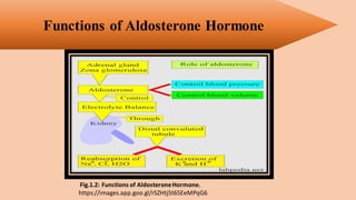 Abnormalities of Aldosterone Hormone.pdf