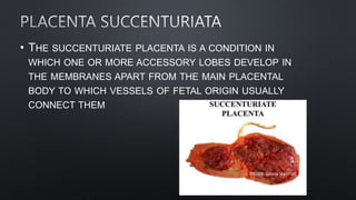 Abnormalities of placenta and cord (1).pptx | Pregnancy | Reproductive ...