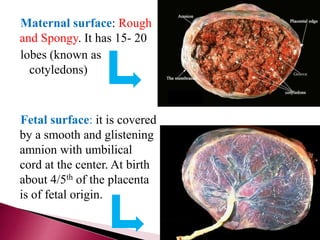 Abnormalities of placenta & cord.pptx