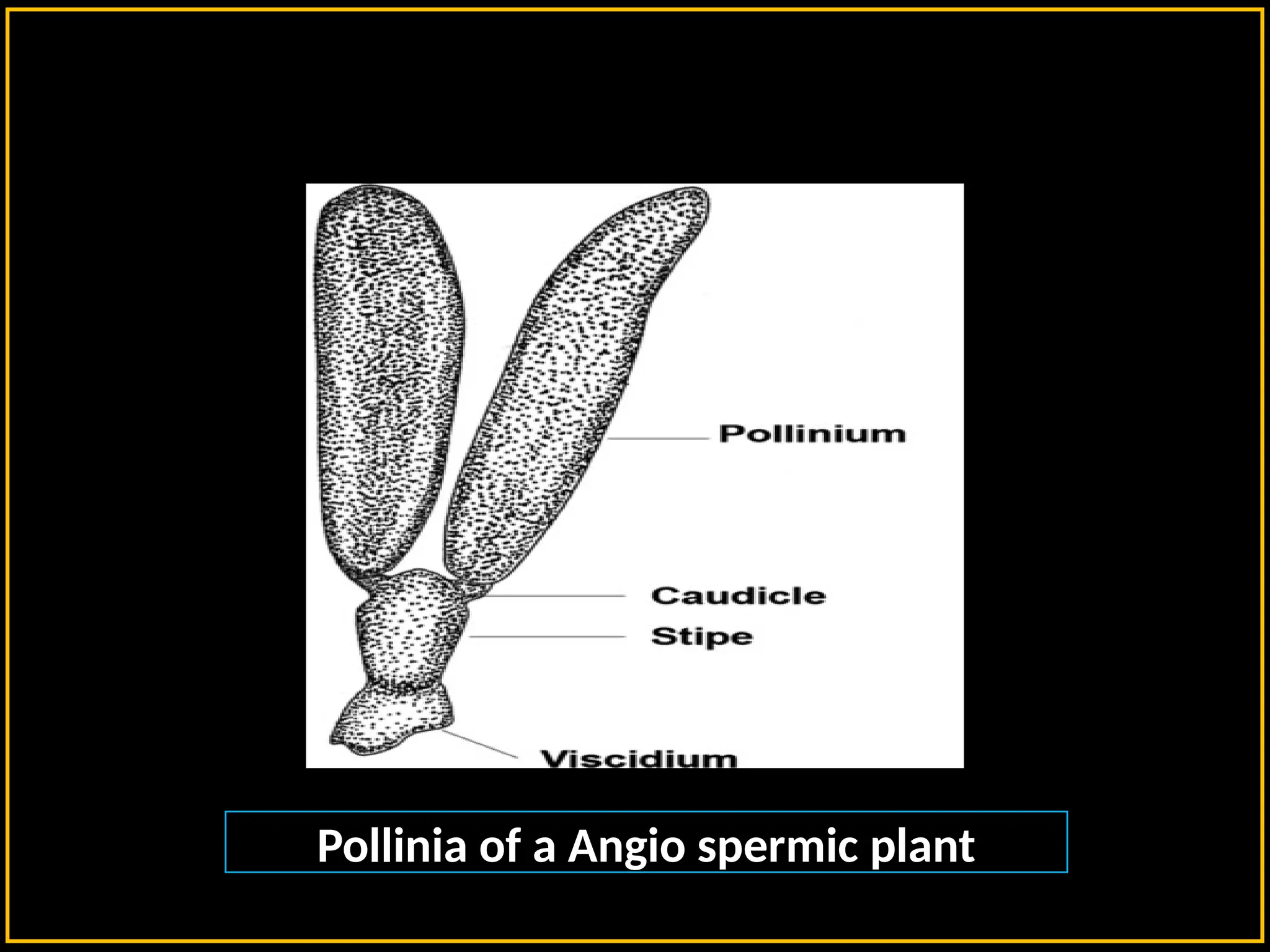 Identifying and Understanding Pollen Abnormalities: Impacts on ...