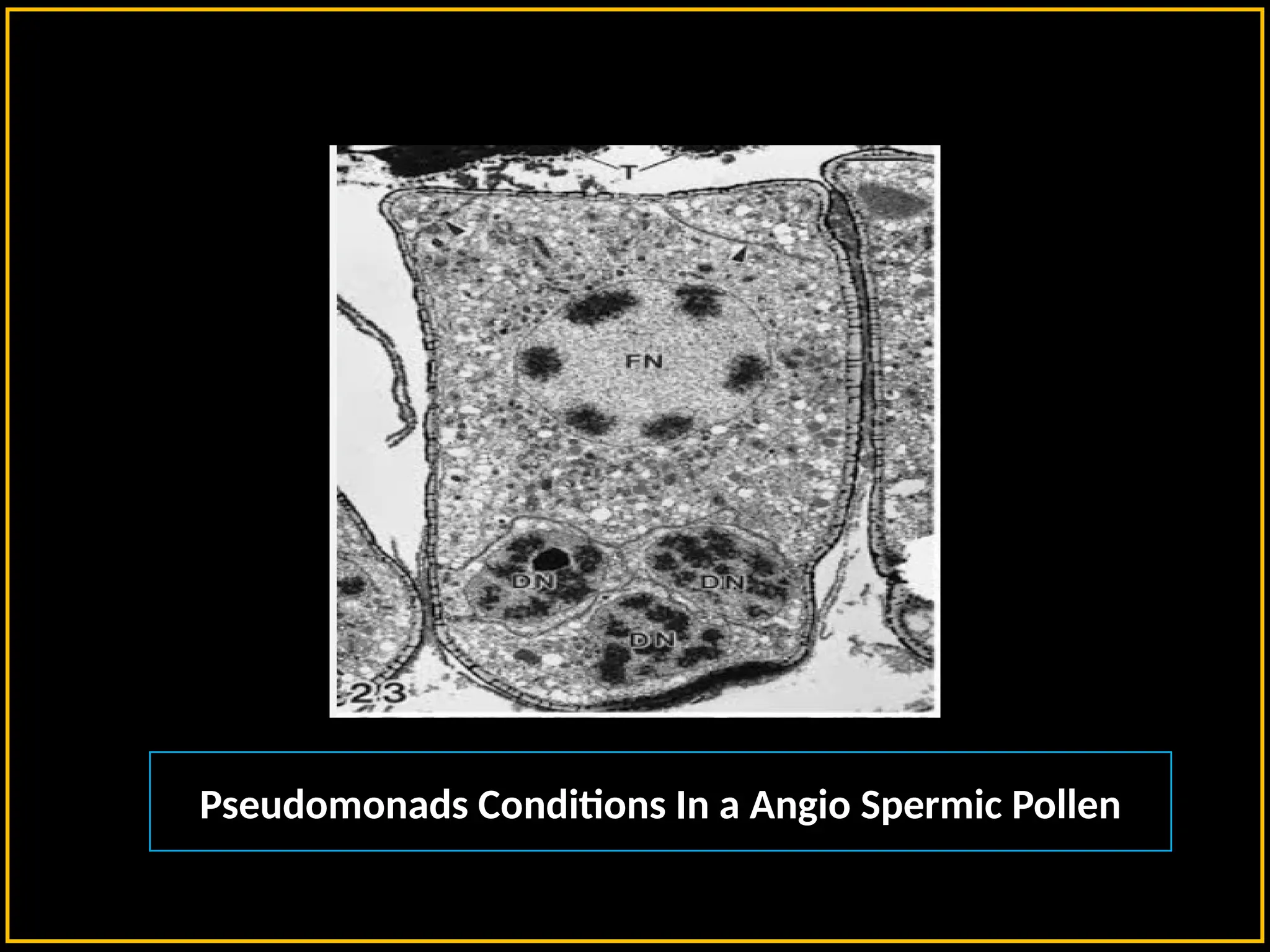 Identifying and Understanding Pollen Abnormalities: Impacts on ...