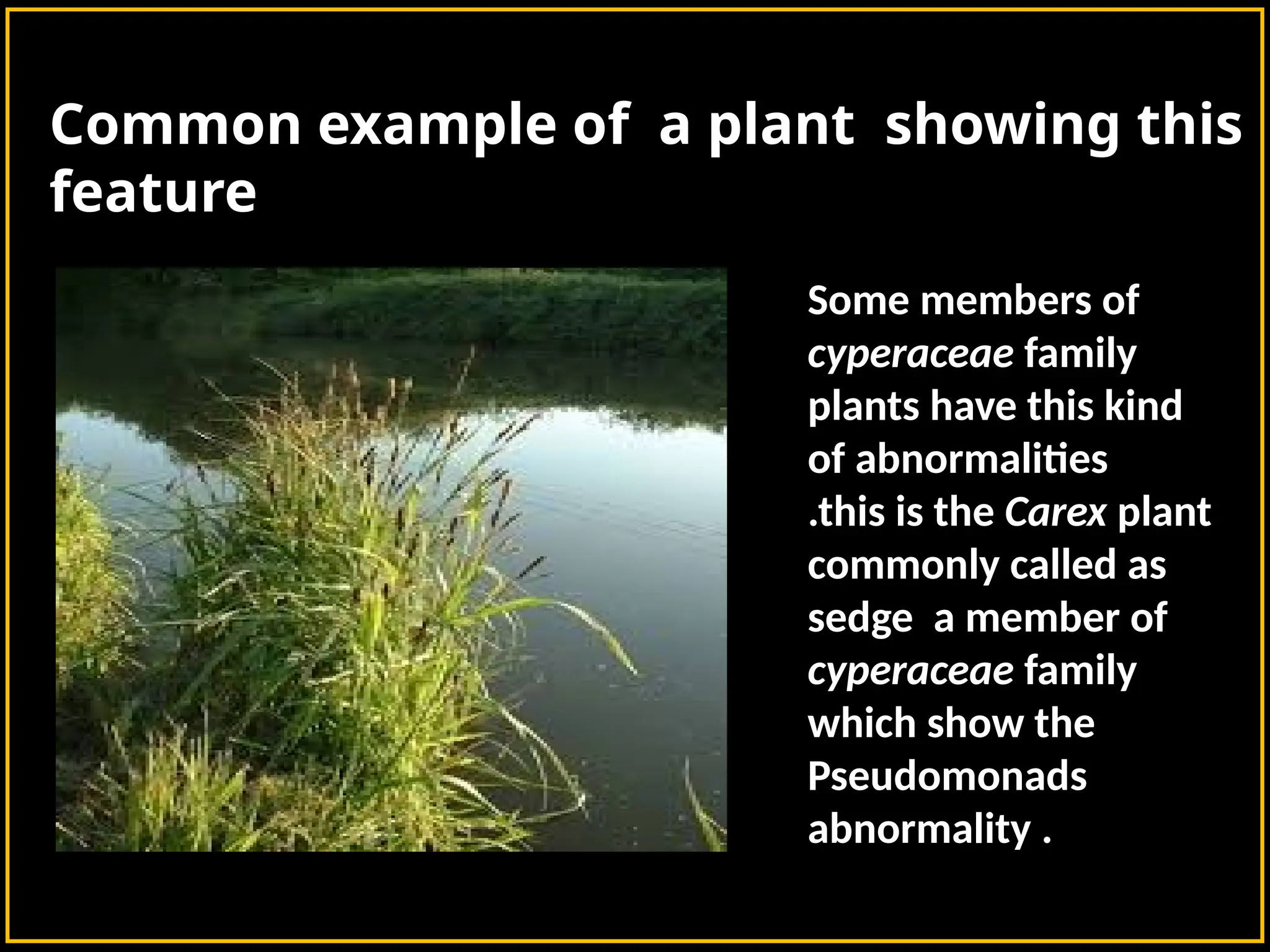 Identifying and Understanding Pollen Abnormalities: Impacts on ...