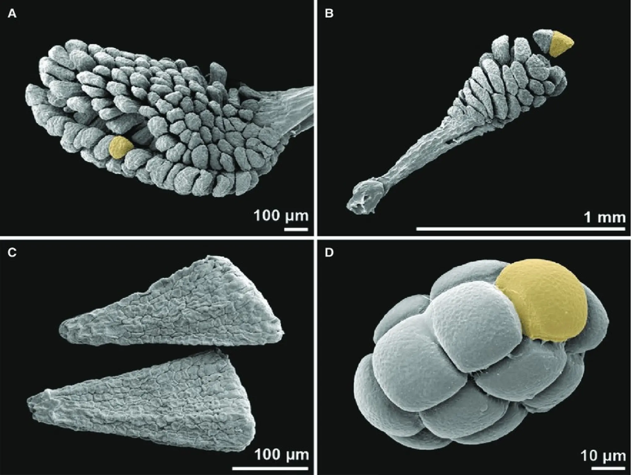 Identifying and Understanding Pollen Abnormalities: Impacts on ...