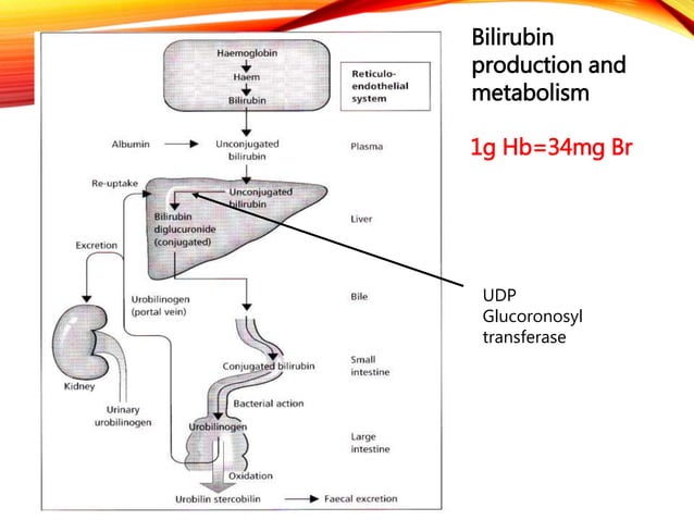 APPROACH TO ABNORMAL LFT | PPTX | Blood Disorders | Diseases and Conditions