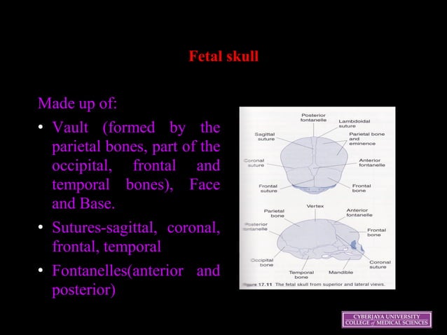Abnormal lie & presentation | PDF | Pregnancy | Reproductive Health