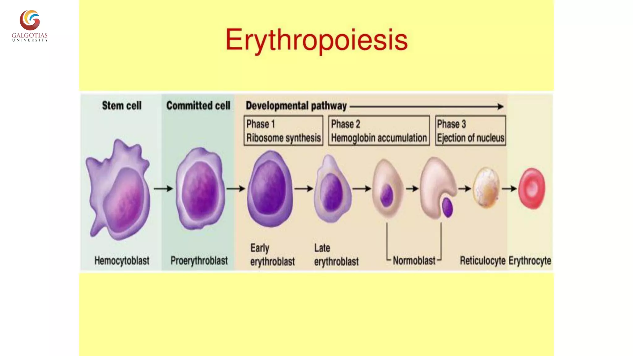 Abnormal morphology of rbc notes | PDF