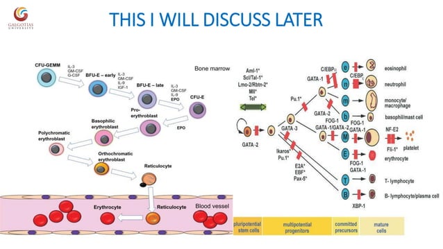 Abnormal morphology of rbc notes | PDF