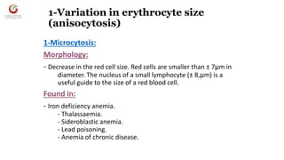 Abnormal morphology of rbc notes | PDF