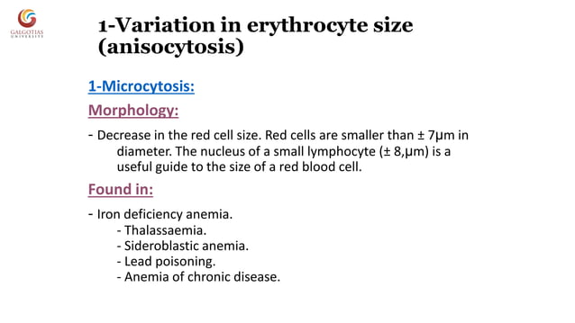 Abnormal morphology of rbc notes | PDF