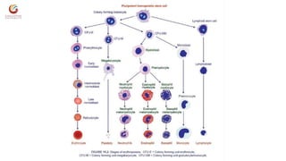 Abnormal morphology of rbc notes | PDF