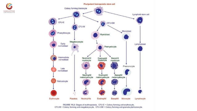 Abnormal morphology of rbc notes | PDF