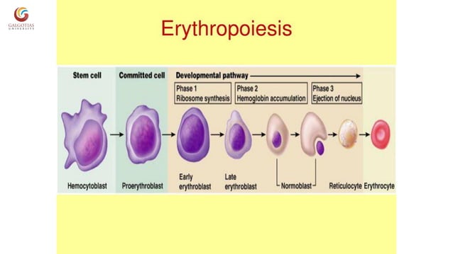 Abnormal morphology of rbc notes | PDF