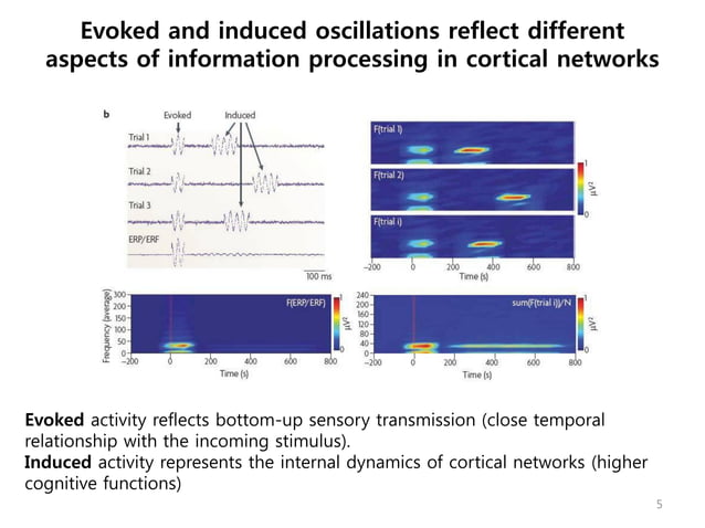 Abnormal Neural Oscillations And Synchrony In Schizophrenia | PPT