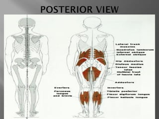 Abnormal posture in human body biomechanics.pdf