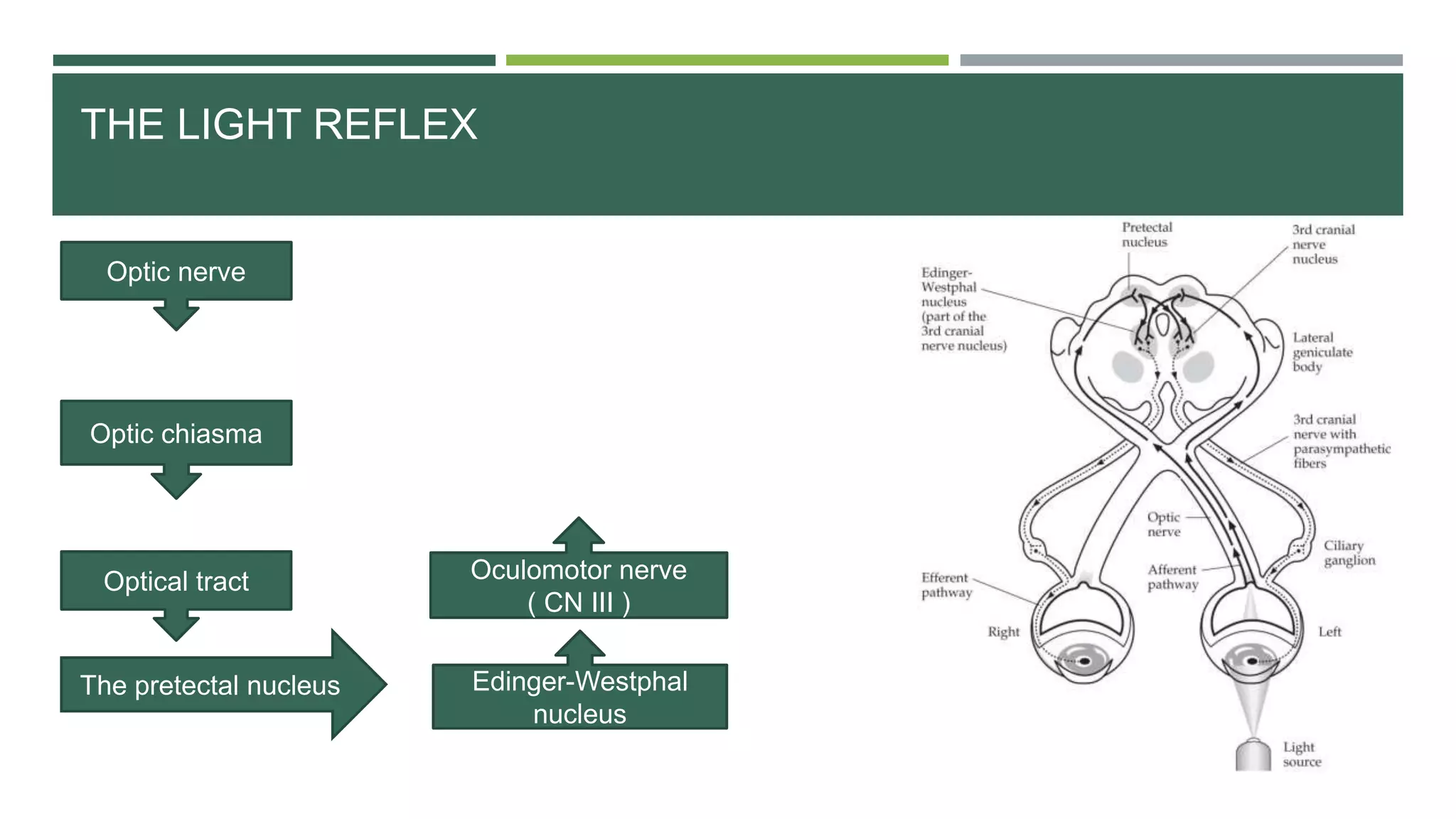 Abnormal pupil reactions - mehedi hasan | PPTX