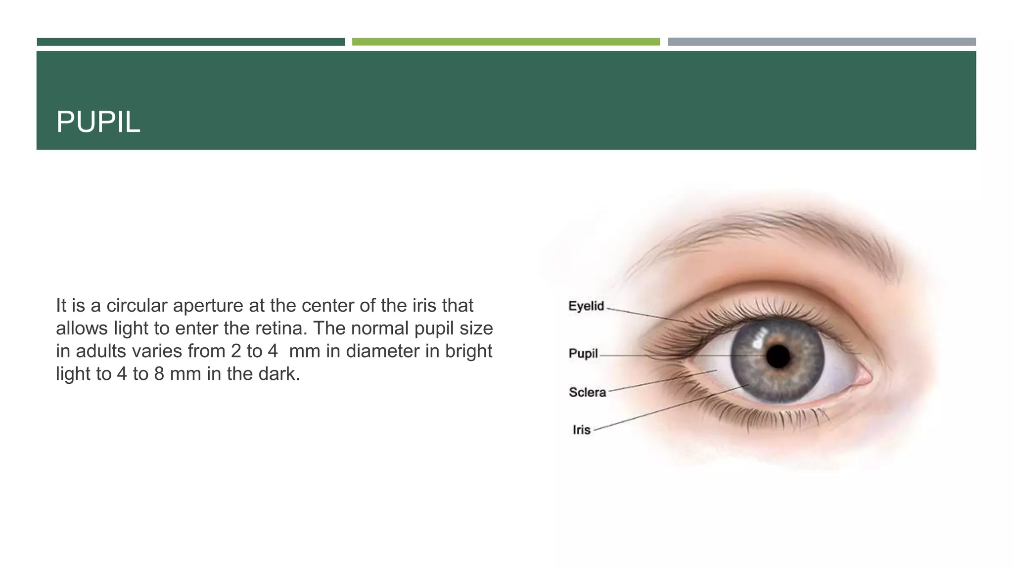 Abnormal pupil reactions - mehedi hasan | PPTX