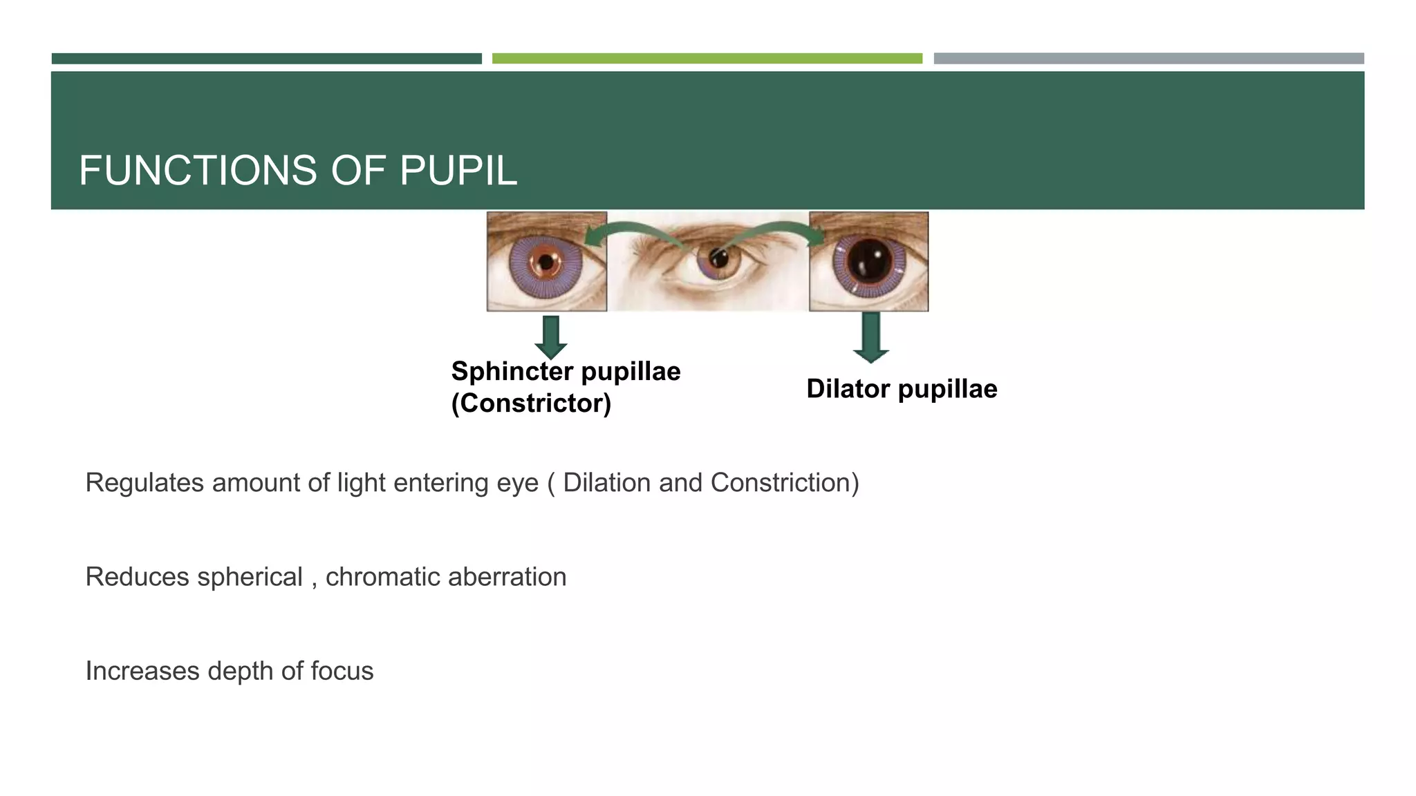 Abnormal pupil reactions - mehedi hasan | PPTX