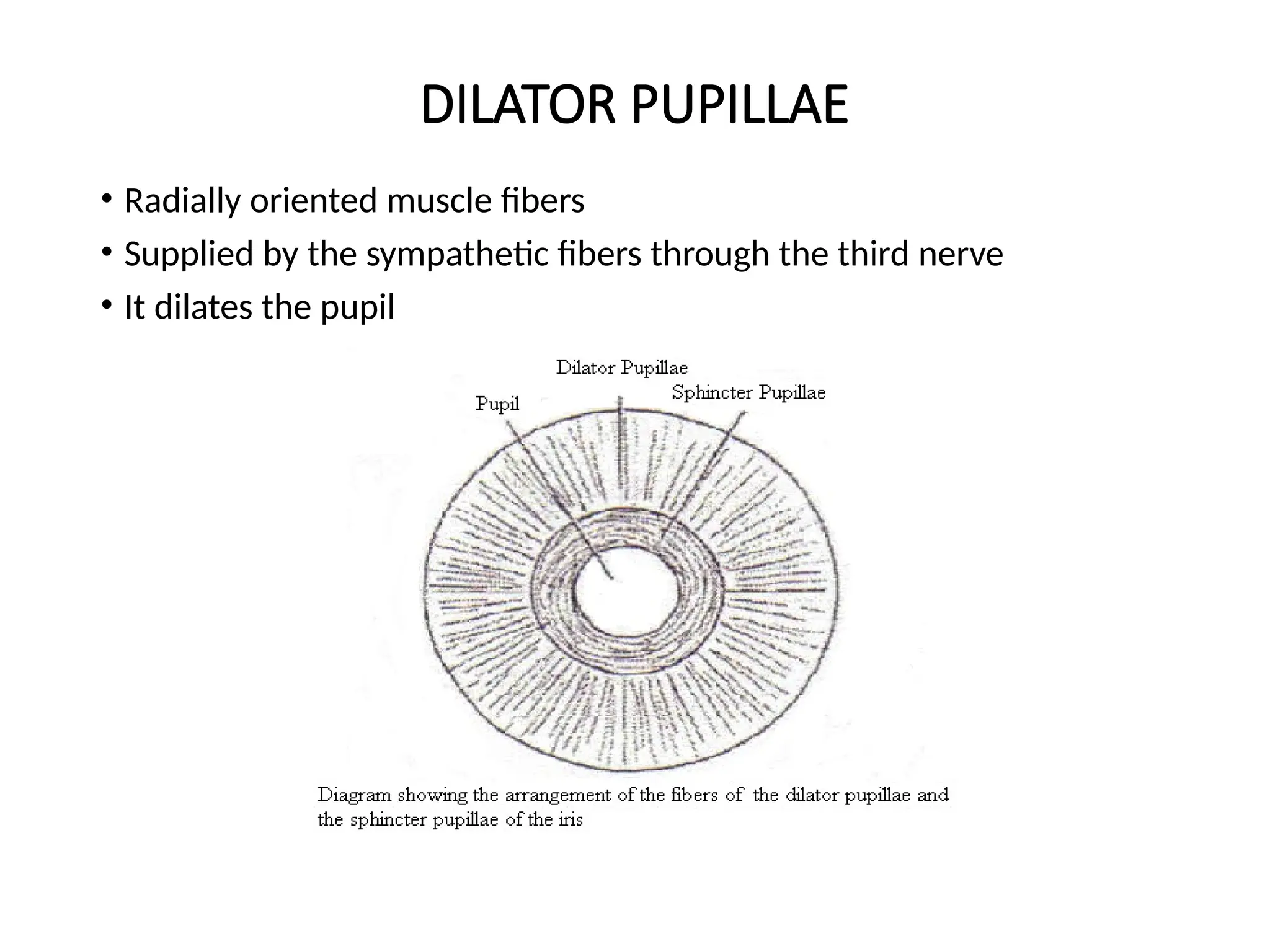 abnormal pupillary reflexes final.pptxAbnormal pupillary reflexes ...