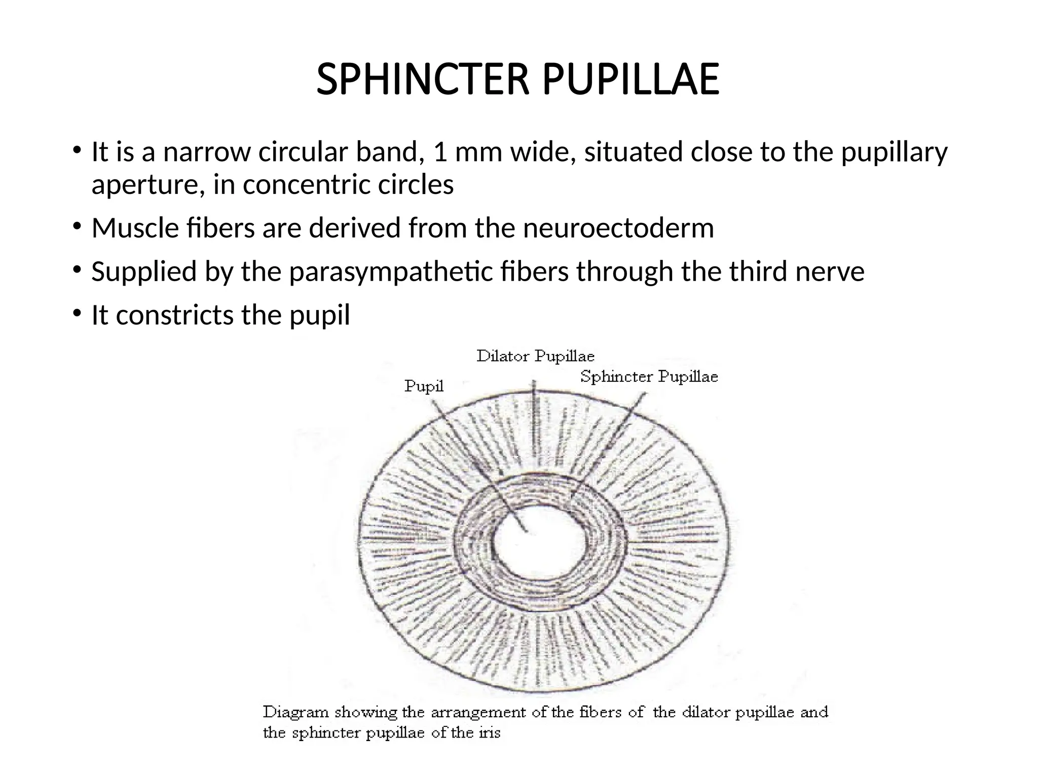 abnormal pupillary reflexes final.pptxAbnormal pupillary reflexes ...